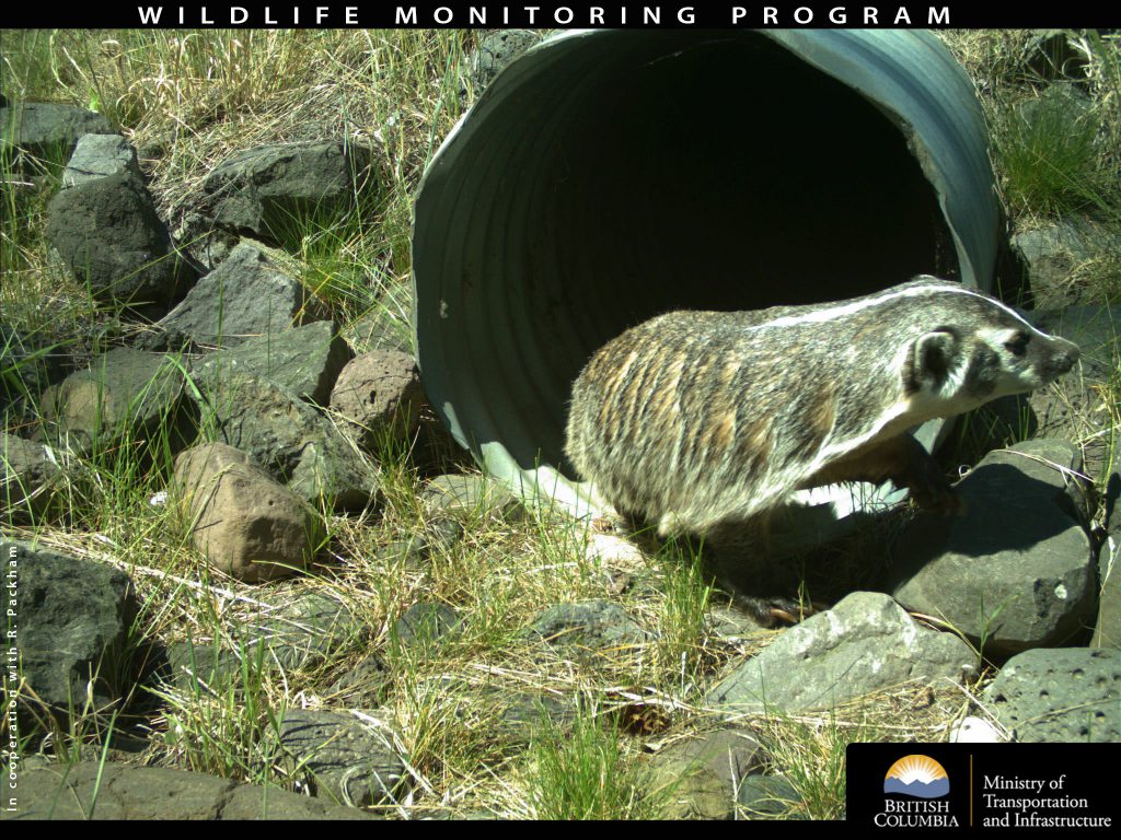 Burrowing Badger Caught on BC Wildlife Underpass Cam | TranBC