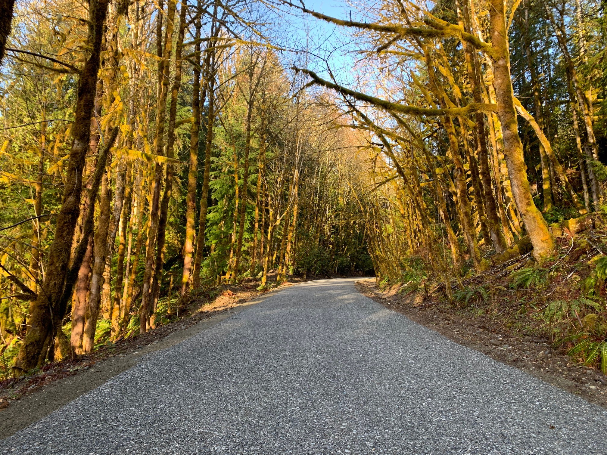 Rejuvenating and Reopening the Popular Cowichan Valley Trail | TranBC