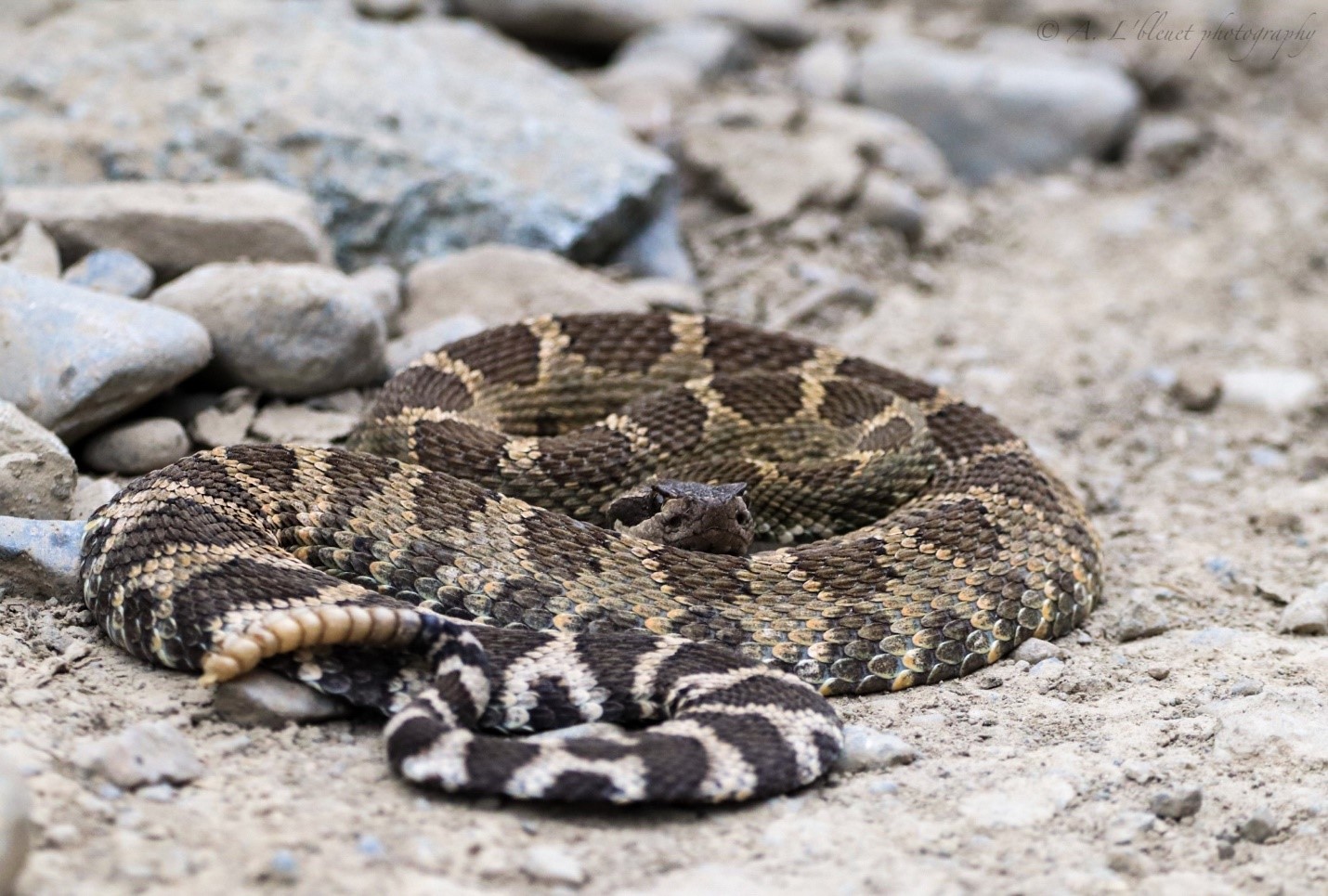 Wildlife Matters on BC Highways | TranBC